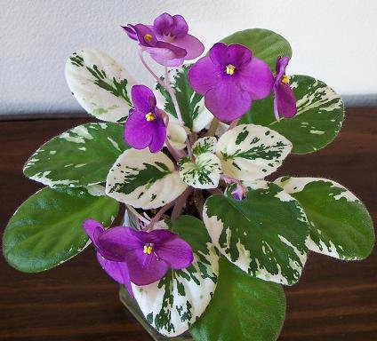 Vintage Violets - 25 years and older